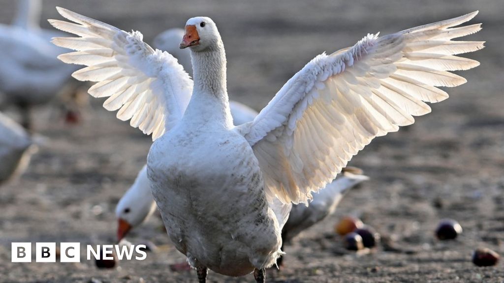 Man arrested over road deaths of at least six geese in Warrington