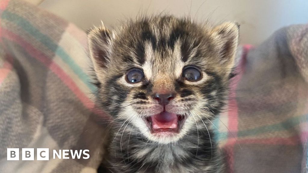 Liverpool kitten rescued from recycling container crush - BBC News