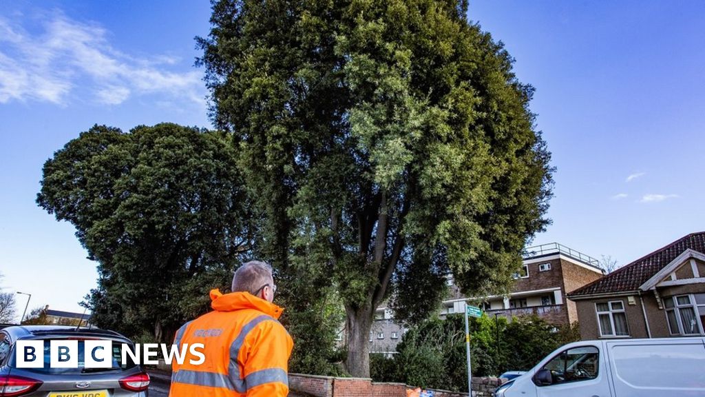 Bristol Oak tree roots redirected using underground resin - BBC News
