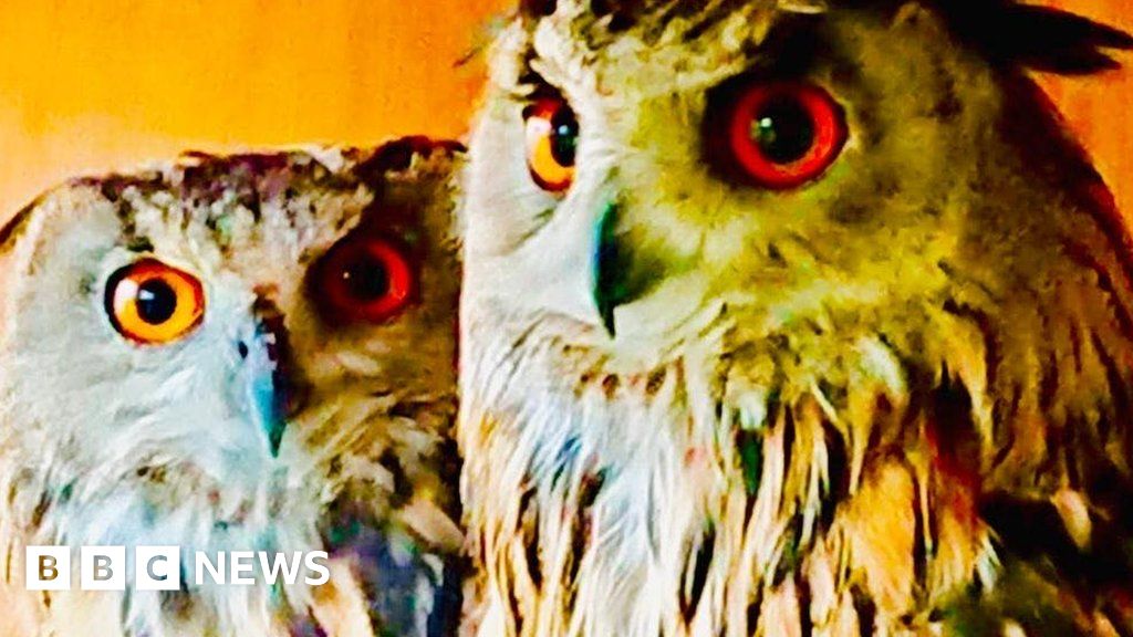 Brora rescue centre's missing eagle owl and injured gull found - BBC News