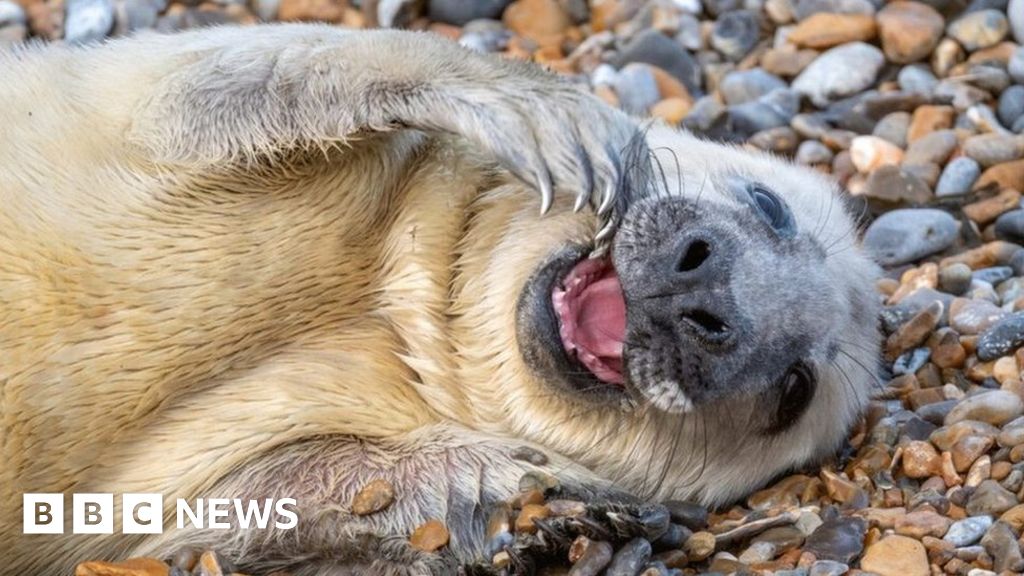 Norfolk nature reserve welcomes first seal pups of season - BBC News