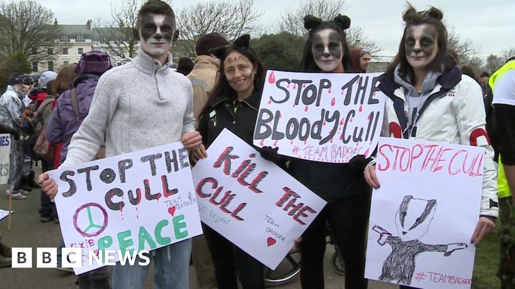 Hundreds protest against planned Devon badger culls - BBC News