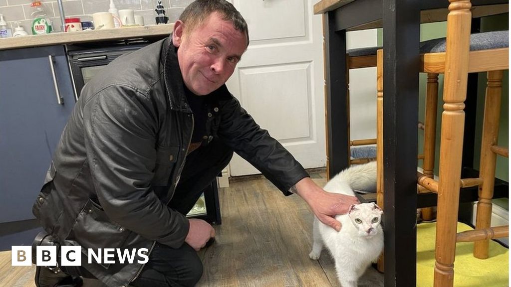 Rescued Derbyshire cat purring again following ear removal - BBC News
