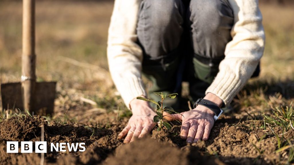 Thousands of new trees to be planted in Sandwell by 2030 - BBC News