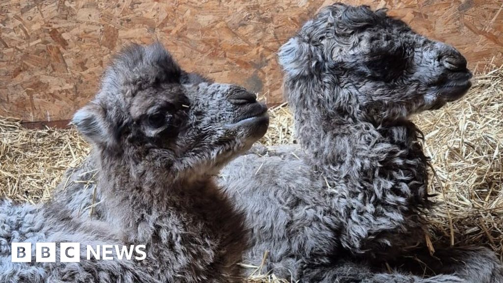 Two baby camels born within a week at Bridlington Animal Park - BBC News