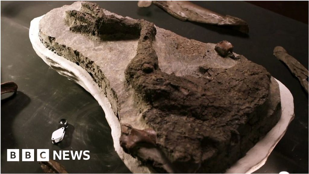 Fossil dinosaur leg's dazzling preservation
