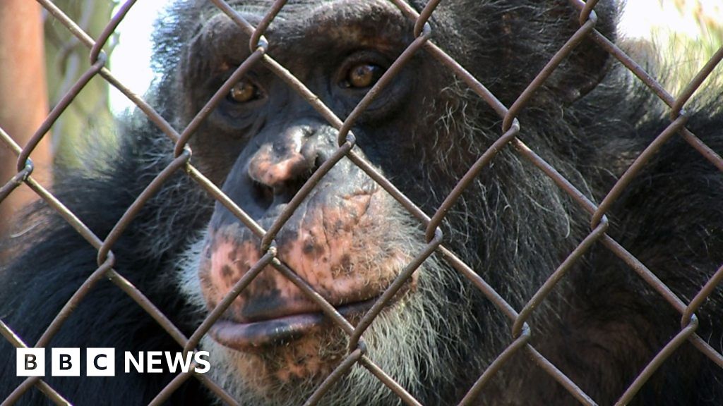 Chimpanzees get more room in zoos than people get, MPs told - BBC News
