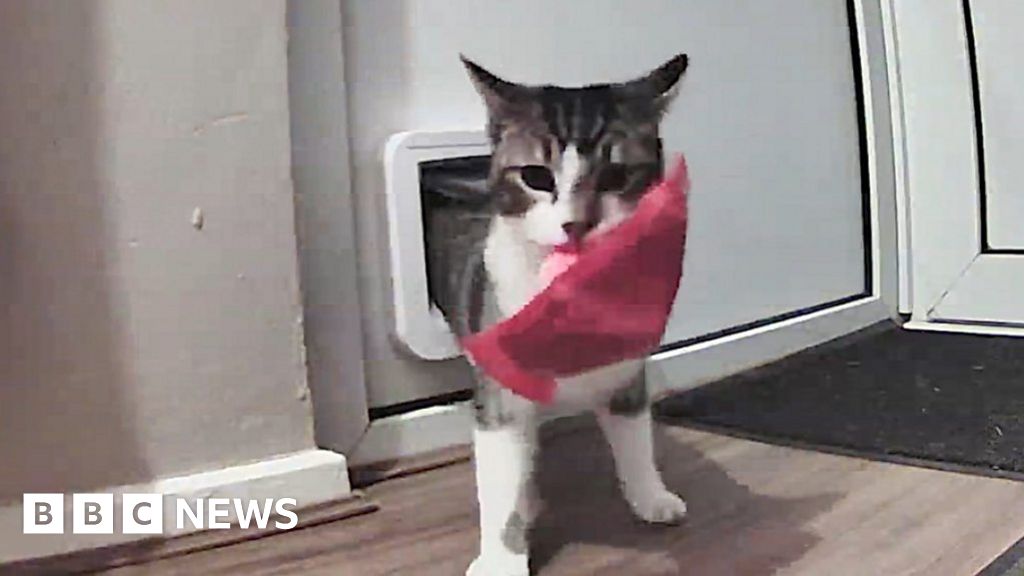 Stevenage cat repeatedly brings rubbish into home - BBC News