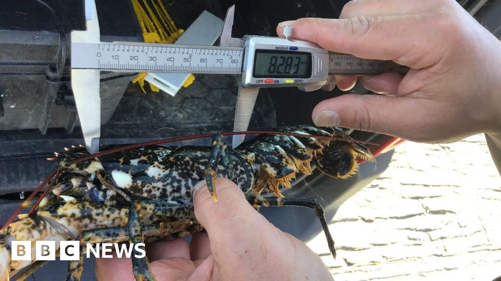 Warning to Isle of Man fishermen over undersized shellfish - BBC News