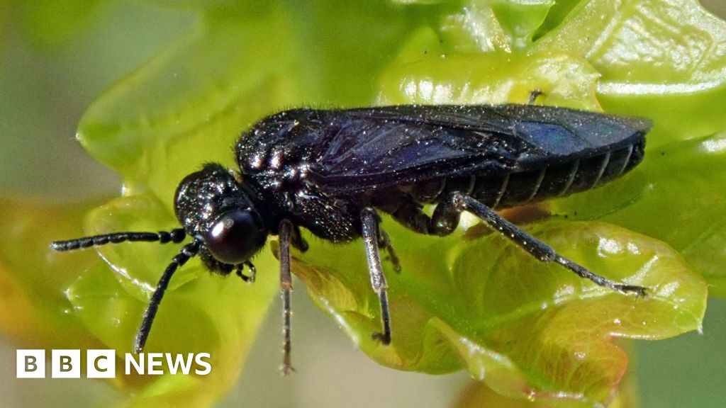 Ash sawfly: Invasive insect threatens NI's native trees - BBC News