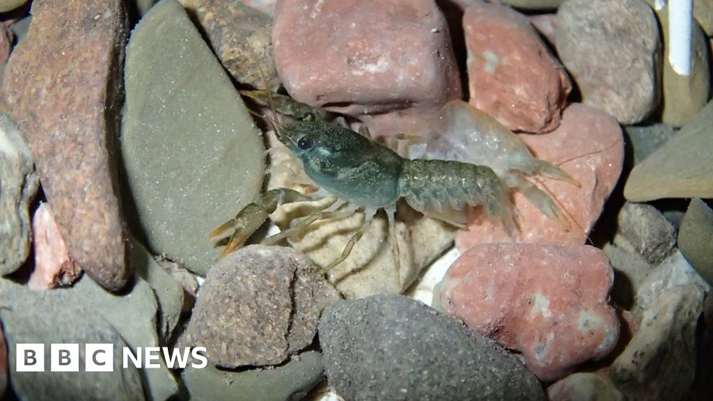 First captive-bred white claw-crayfish spawn in Wales - BBC News