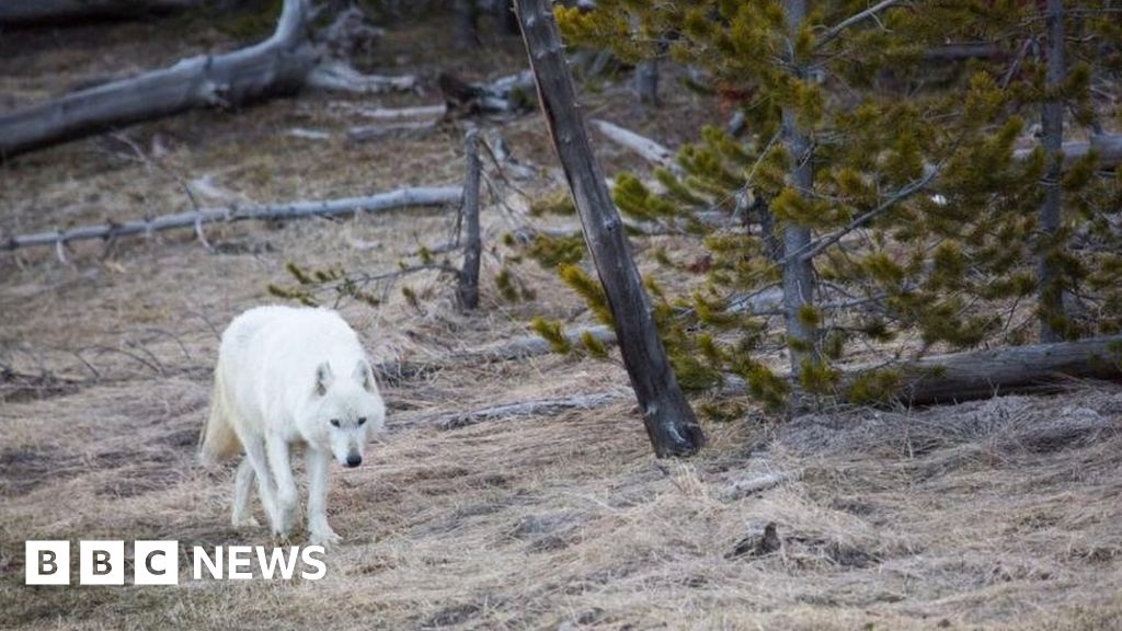 'White Lady' wolf shot dead prompts Yellowstone reward - BBC News