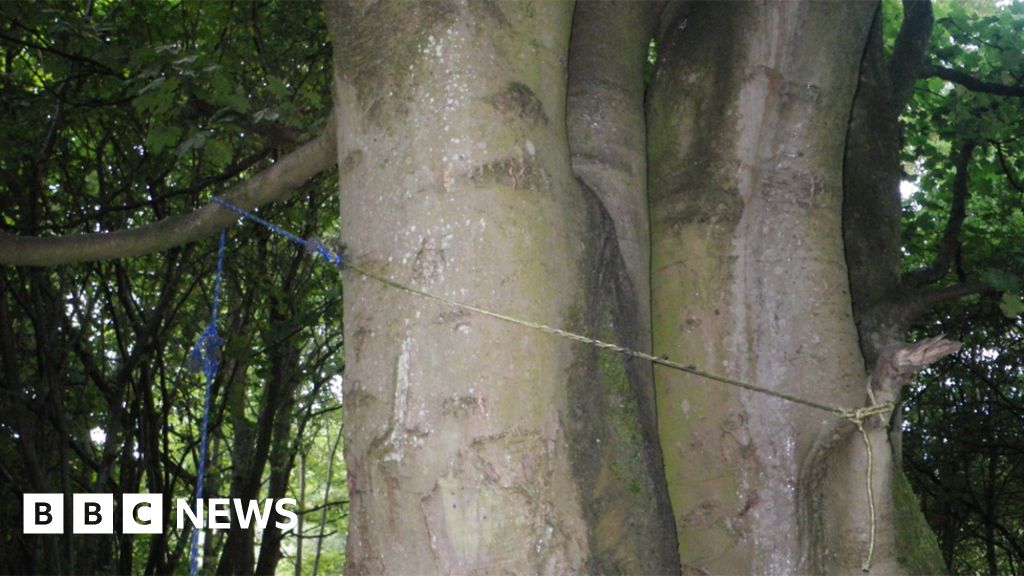 'Terrible death' for dog hanged from tree in Bradford park - BBC News