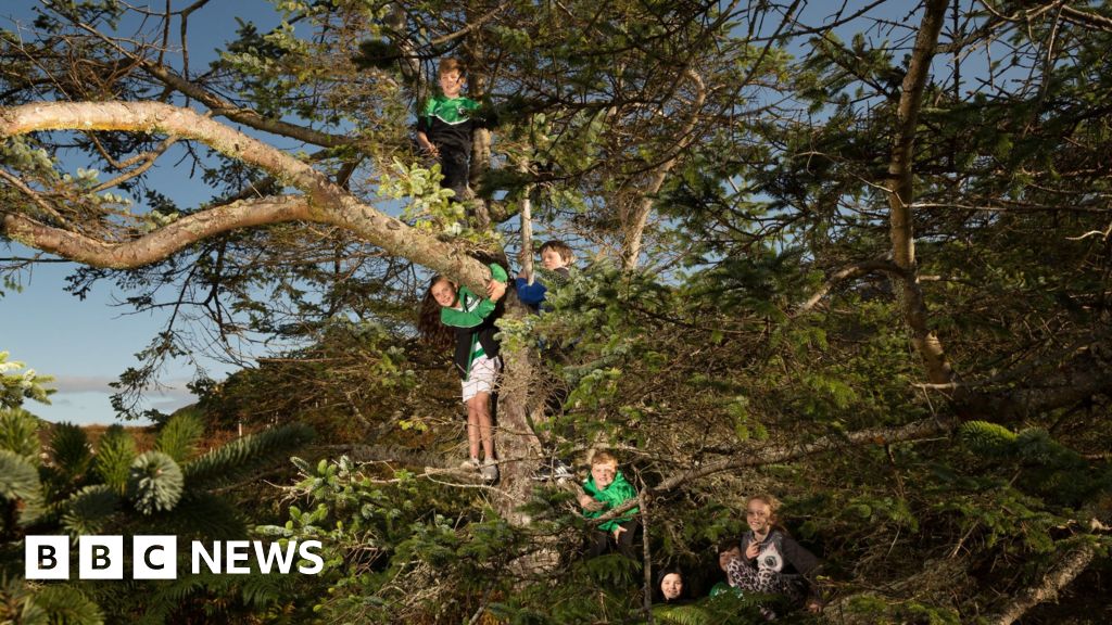 Scotland's tree of the year finalists revealed - BBC News