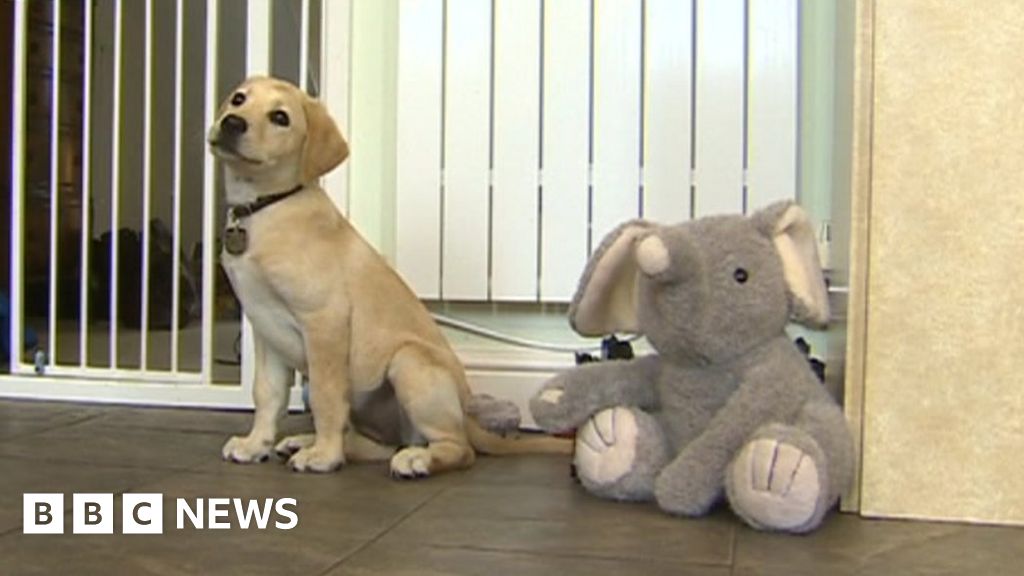 30 years since Wales' first guide dog training centre - BBC News
