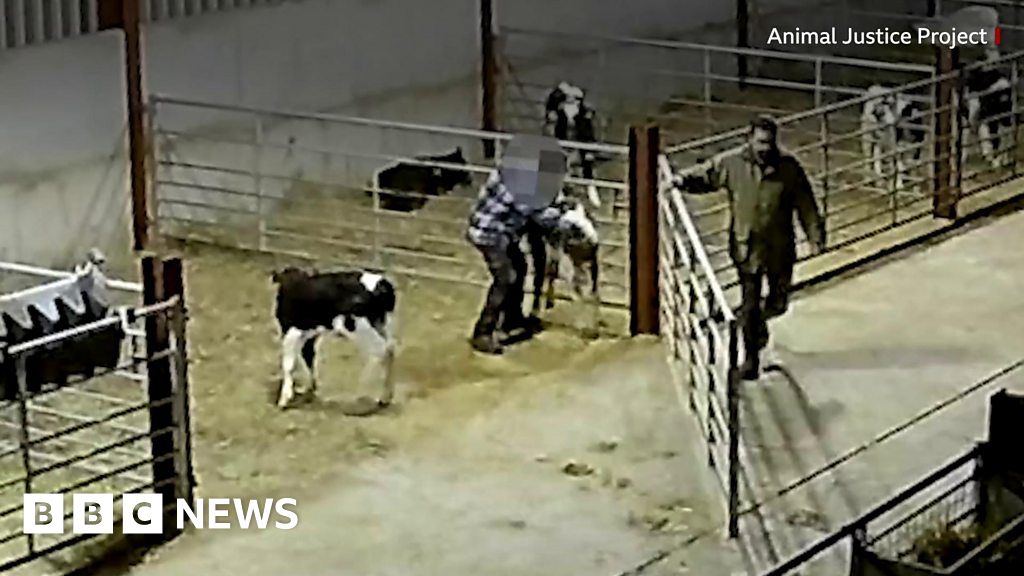 Claims calves abused at Shropshire livestock centre