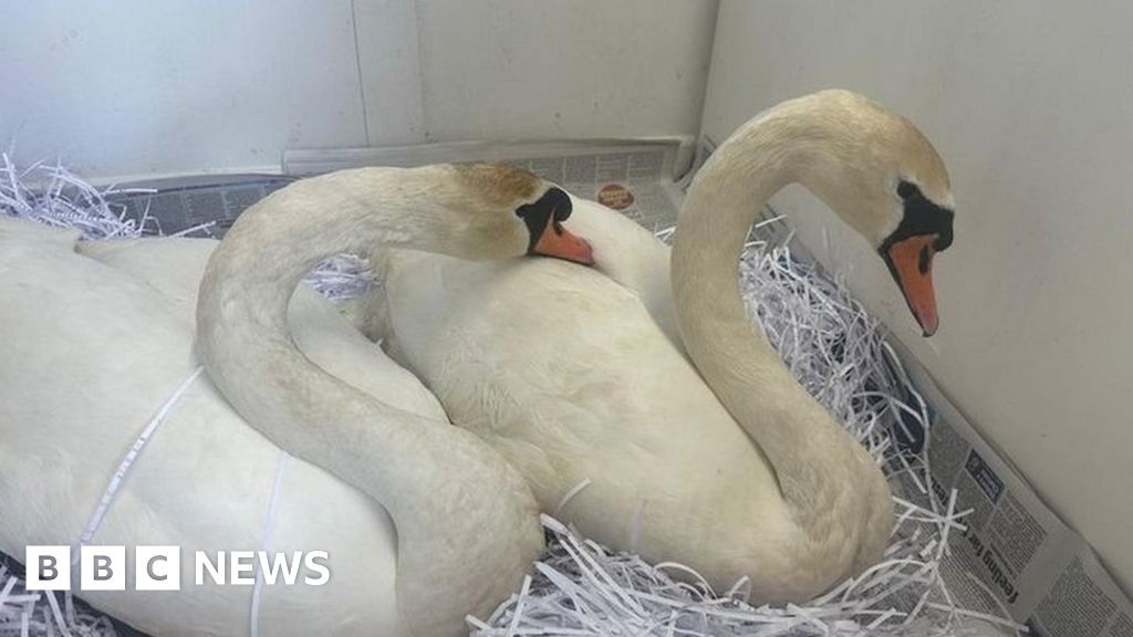 Southampton: Swan 'widowed' after mate shot bonds with rescuee - BBC News
