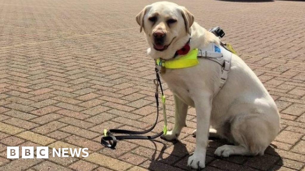 The guide dog that spies on people who ignore its owner - BBC News