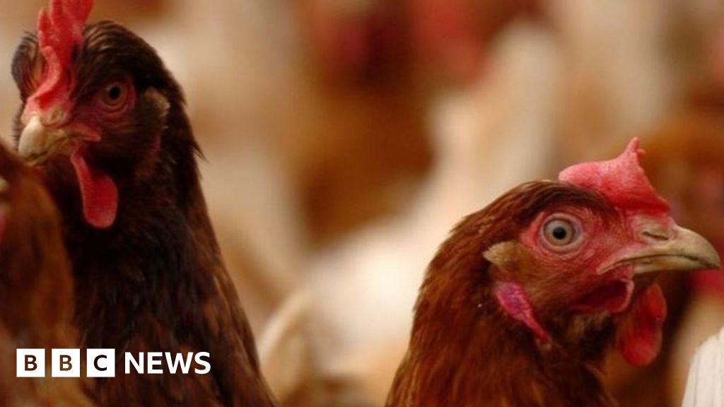 Grimsby poultry farm bird flu outbreak leads to cull - BBC News