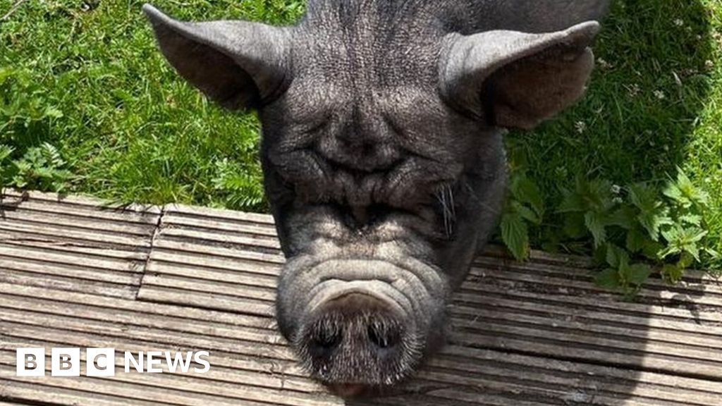Rescue pet pig on the loose in village near Basingstoke - BBC News
