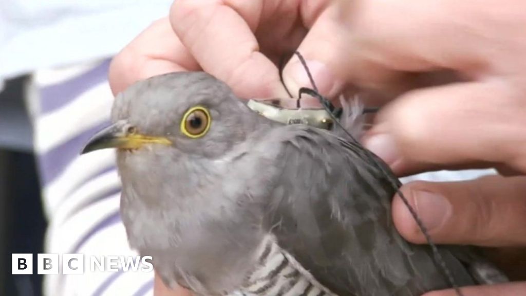 Cuckoo decline finally mapped - BBC News