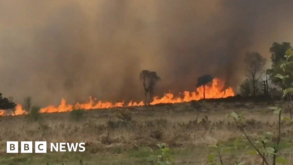 Firefighters tackle large gorse fire in Devon - BBC News