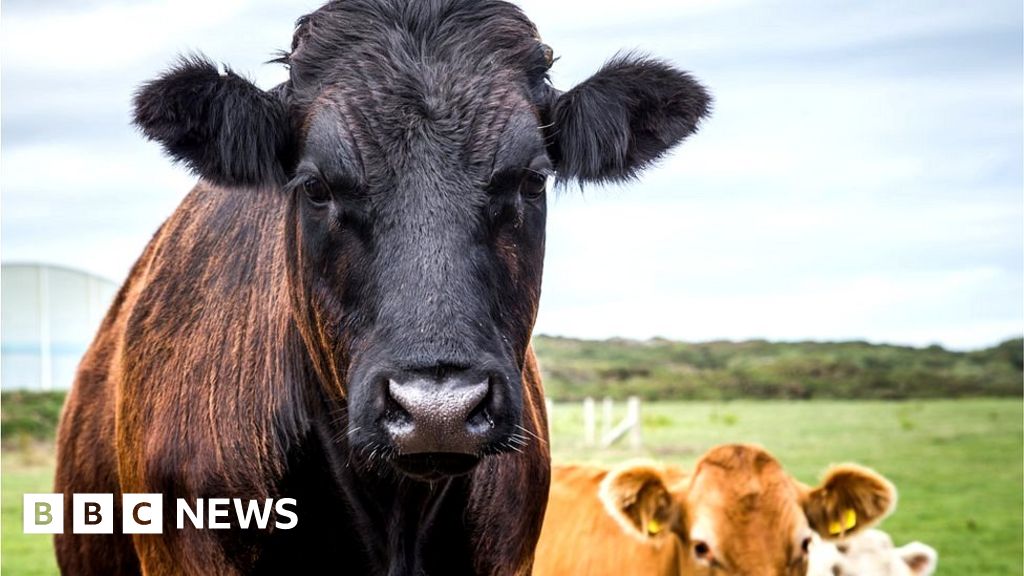 Anglesey farm theft sees herd of 14 cows stolen from shed - BBC News