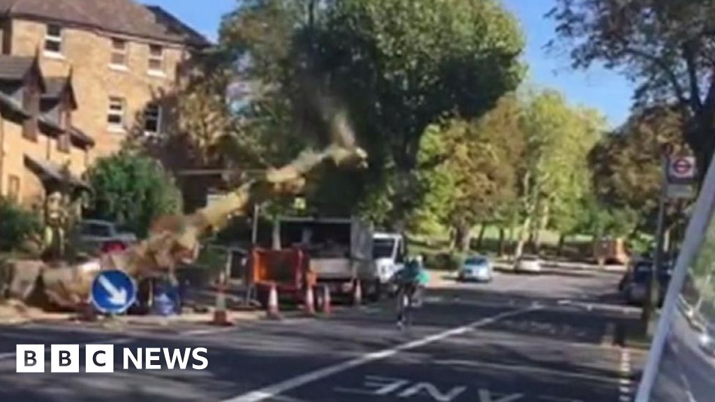 Lewisham video shows falling tree narrowly missing cyclist - BBC News