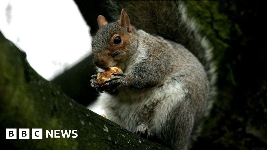 Cornwall squirrel 'pack' attacks boy, three - BBC News