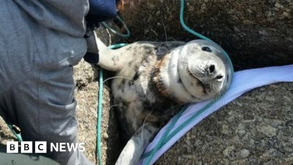 Hattie the seal put down after two years entangled in net