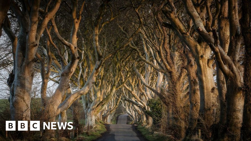 Game Of Thrones trees uprooted by Storm Gertrude - BBC News