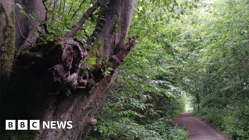 Kent quarry will destroy rare ancient woods - charity - BBC News