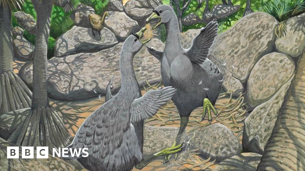 The other Dodo: Extinct bird that used its wings as clubs - BBC News