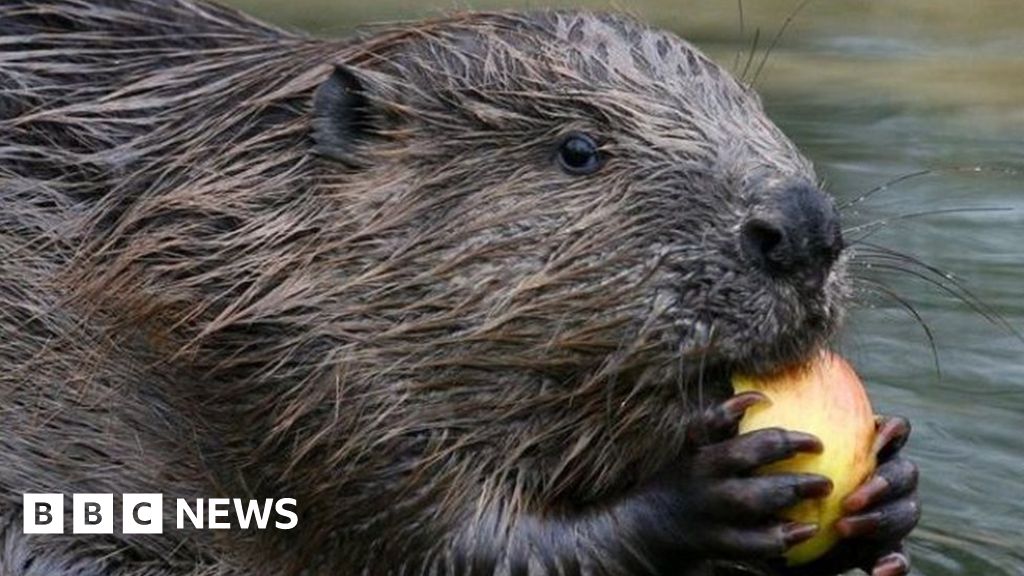 Beavers' biodiversity benefits highlighted in new study - BBC News