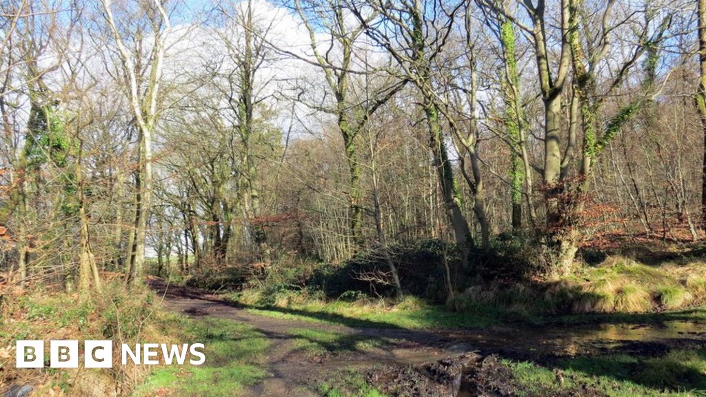 New 150,000-tree Neath Port Talbot wood to prevent flooding - BBC News