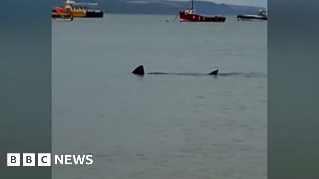Sailor spots 12ft shark lurking in sea off Tenby - BBC News
