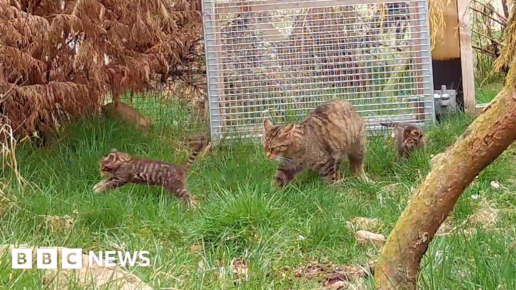 New hope for rewilding wildcats