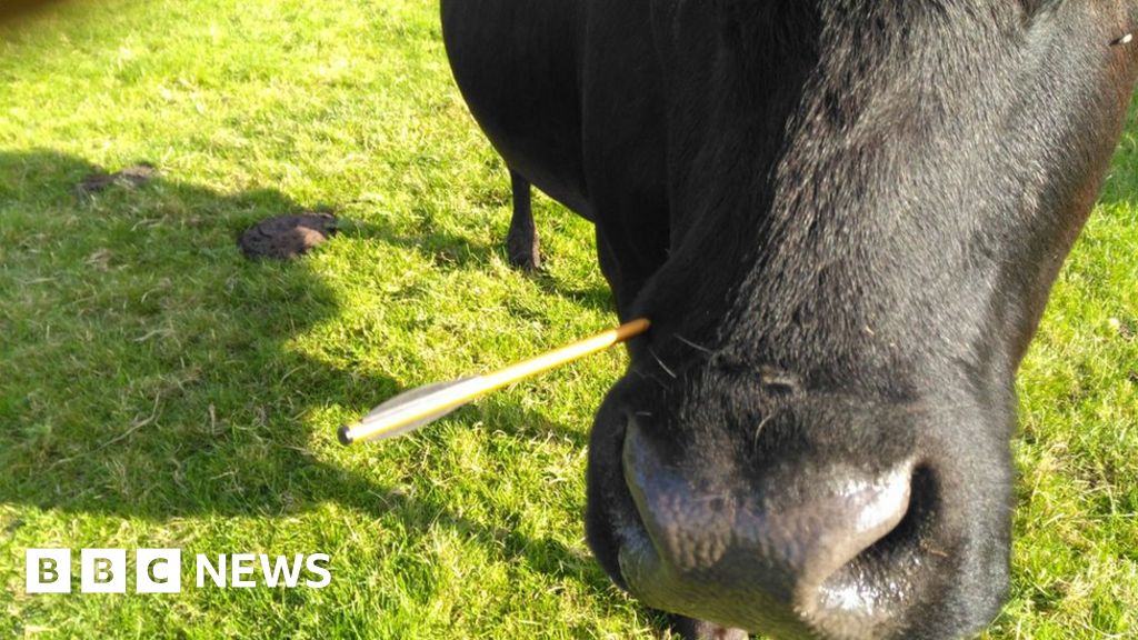 Cow shot in face with dart in Llanfairpwll, Anglesey - BBC News