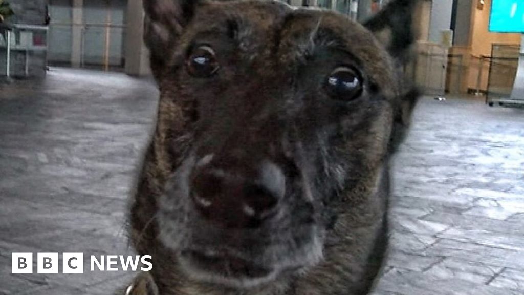 Retired army sniffer dog inspires readers - BBC News