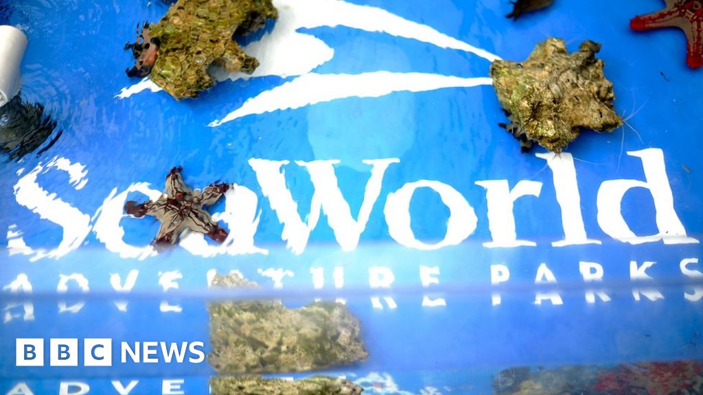 SeaWorld admits its employees spied on animal rights groups - BBC News