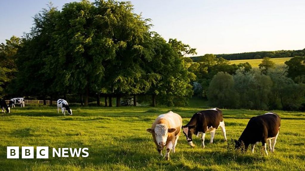 Northern Ireland farm incomes down 23% since last year - BBC News