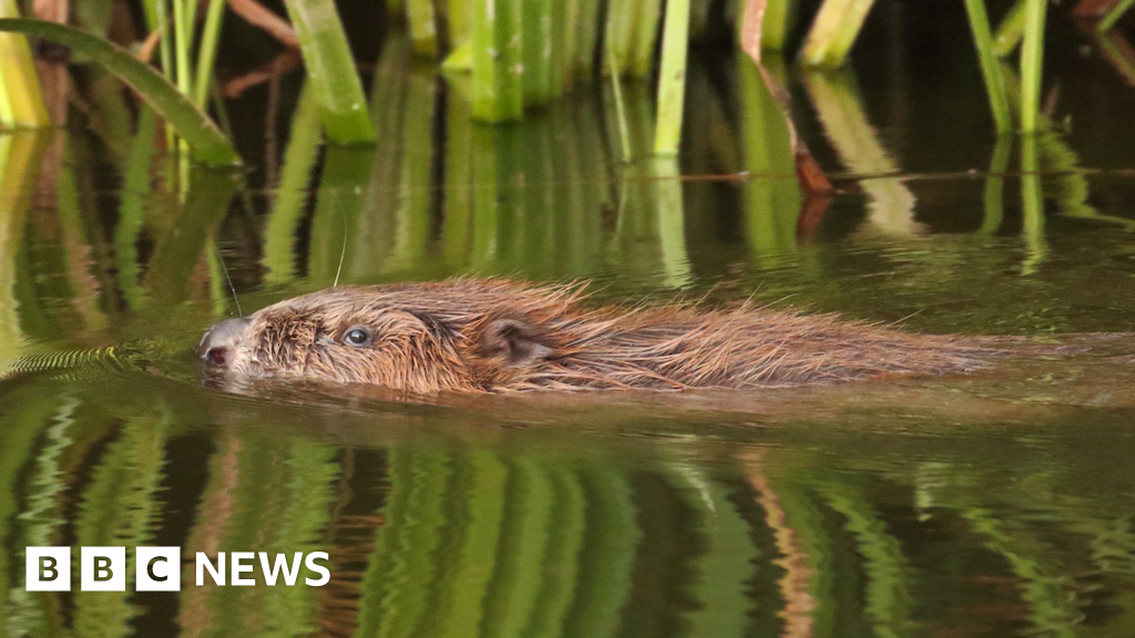 Beavers key to easing impact of flood and drought in Devon - BBC News