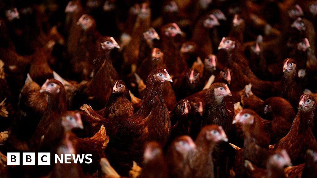 Bird flu: Farmer's call to vaccinate chickens to stop spread