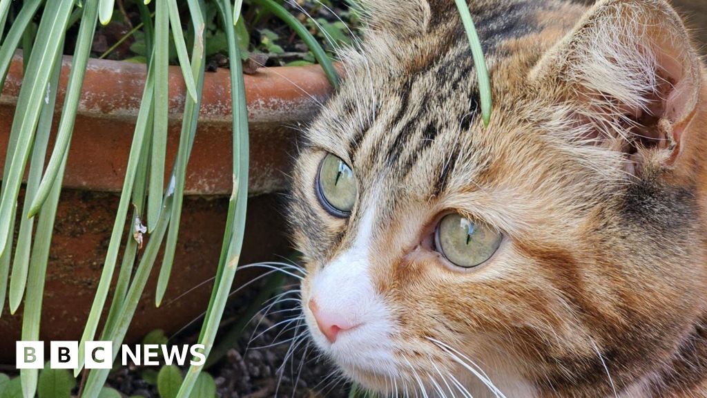 Support for Essex cat shelter gives owners strength to continue