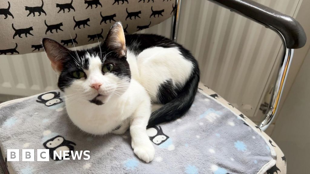 Sandbach cat charity faces loses thousands after events cancelled - BBC ...