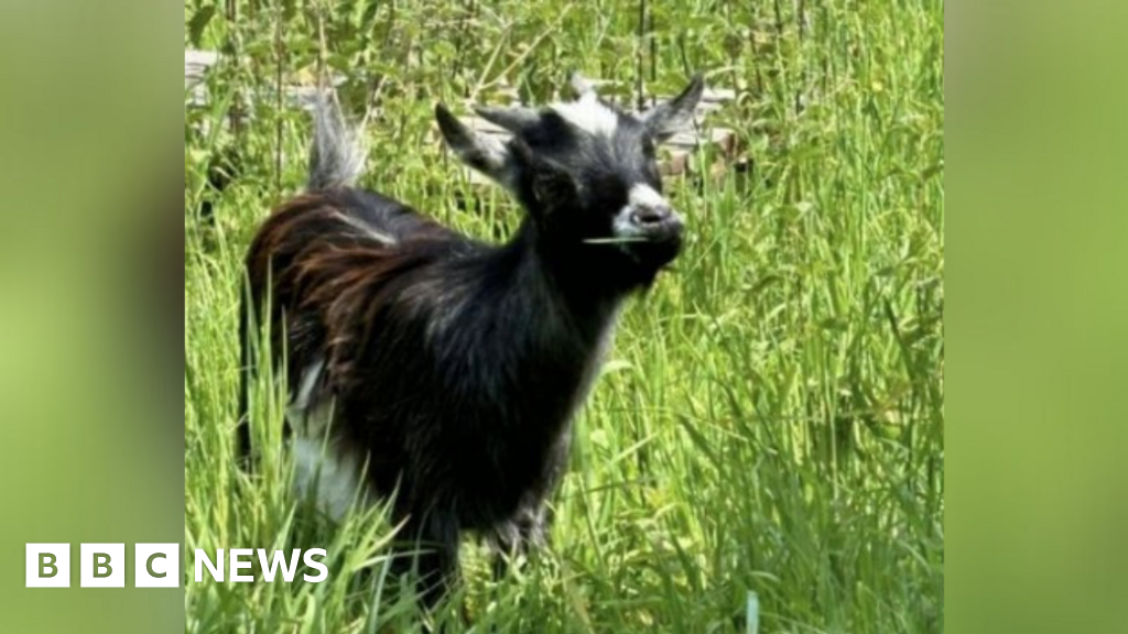 Stolen goats return home after chance spot on Facebook - BBC News