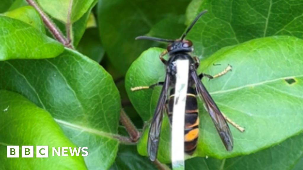 'Game-changing' Asian hornet tracker leads to Guernsey nest