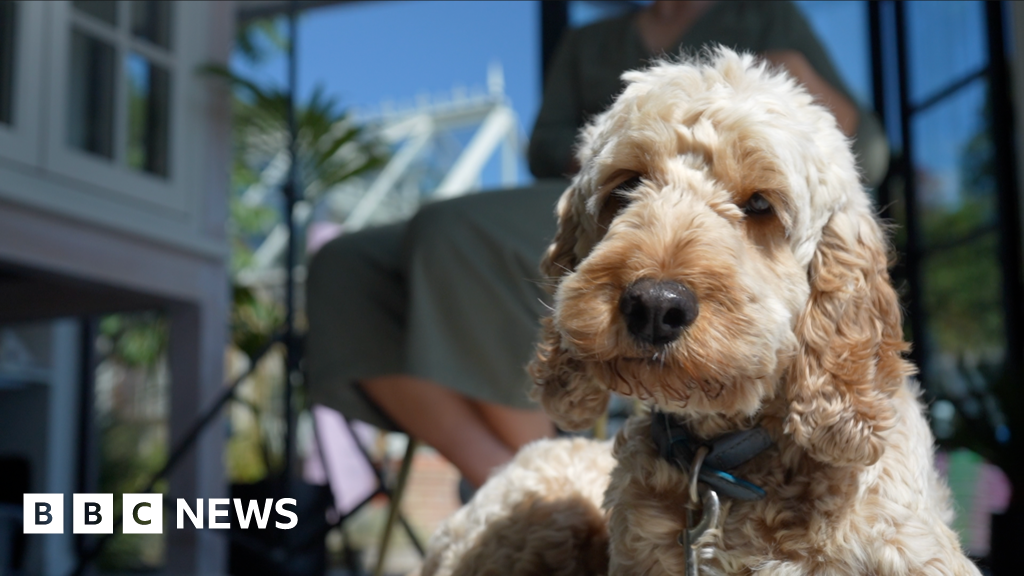Dora the Suffolk exploring dog goes on the run for five days - BBC News