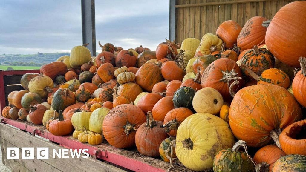 Cornwall pumpkin patches boosting farm businesses