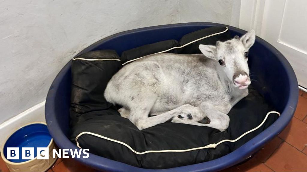 Corby baby reindeer Lars gets ready to join herd - BBC News